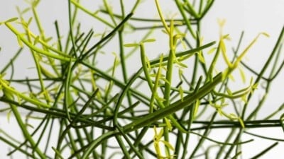 How to Grow and Care for Pencil Cactus (Complete Guide) | Planet Natural