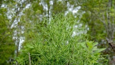 How to Grow and Care for Pencil Cactus (Complete Guide) | Planet Natural