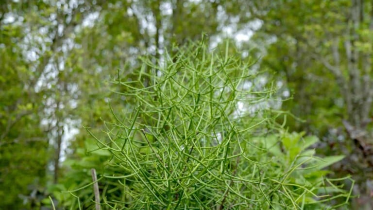 How to Grow and Care for Pencil Cactus (Complete Guide) | Planet Natural