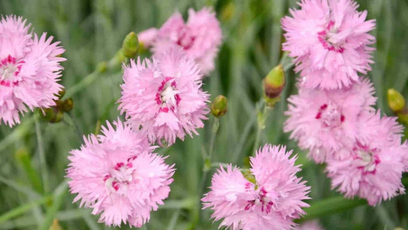68 Types of Pink Flowers (With Pictures and Plant Care Tips) | Planet ...