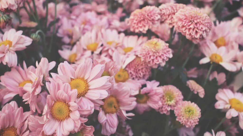 68 Types of Pink Flowers (With Pictures and Plant Care Tips) | Planet ...