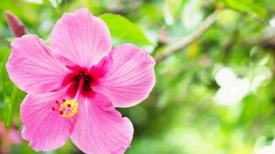 68 Types of Pink Flowers (With Pictures and Plant Care Tips) | Planet ...