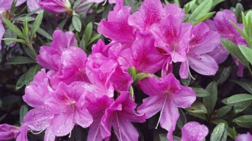 68 Types of Pink Flowers (With Pictures and Plant Care Tips) | Planet ...