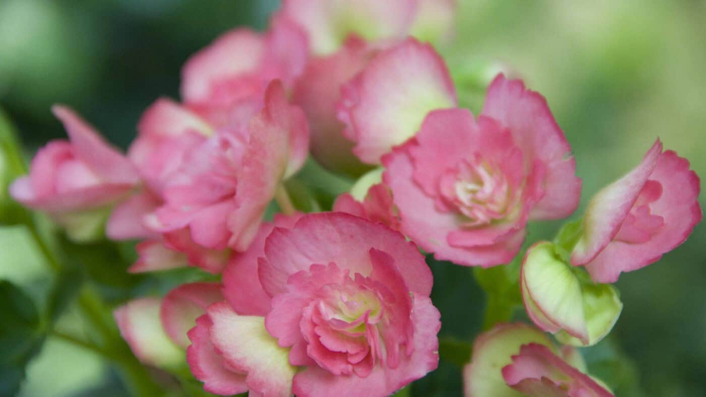 68 Types of Pink Flowers (With Pictures and Plant Care Tips) | Planet ...