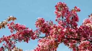 What You Need To Know To Grow And Care For Crabapple Tree | Planet Natural
