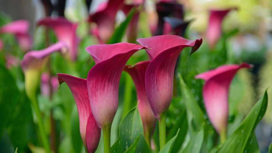 68 Types of Pink Flowers (With Pictures and Plant Care Tips) | Planet ...