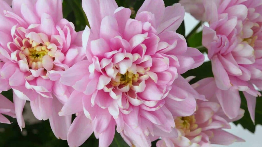 68 Types of Pink Flowers (With Pictures and Plant Care Tips) | Planet ...