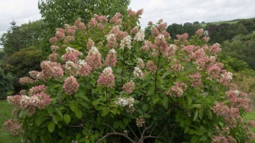 How to Grow and Care for Hydrangea Tree (Panicle Hydrangeas) | Planet ...