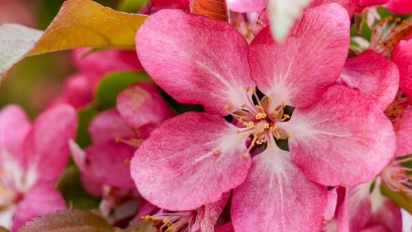 What You Need To Know To Grow And Care For Crabapple Tree | Planet Natural