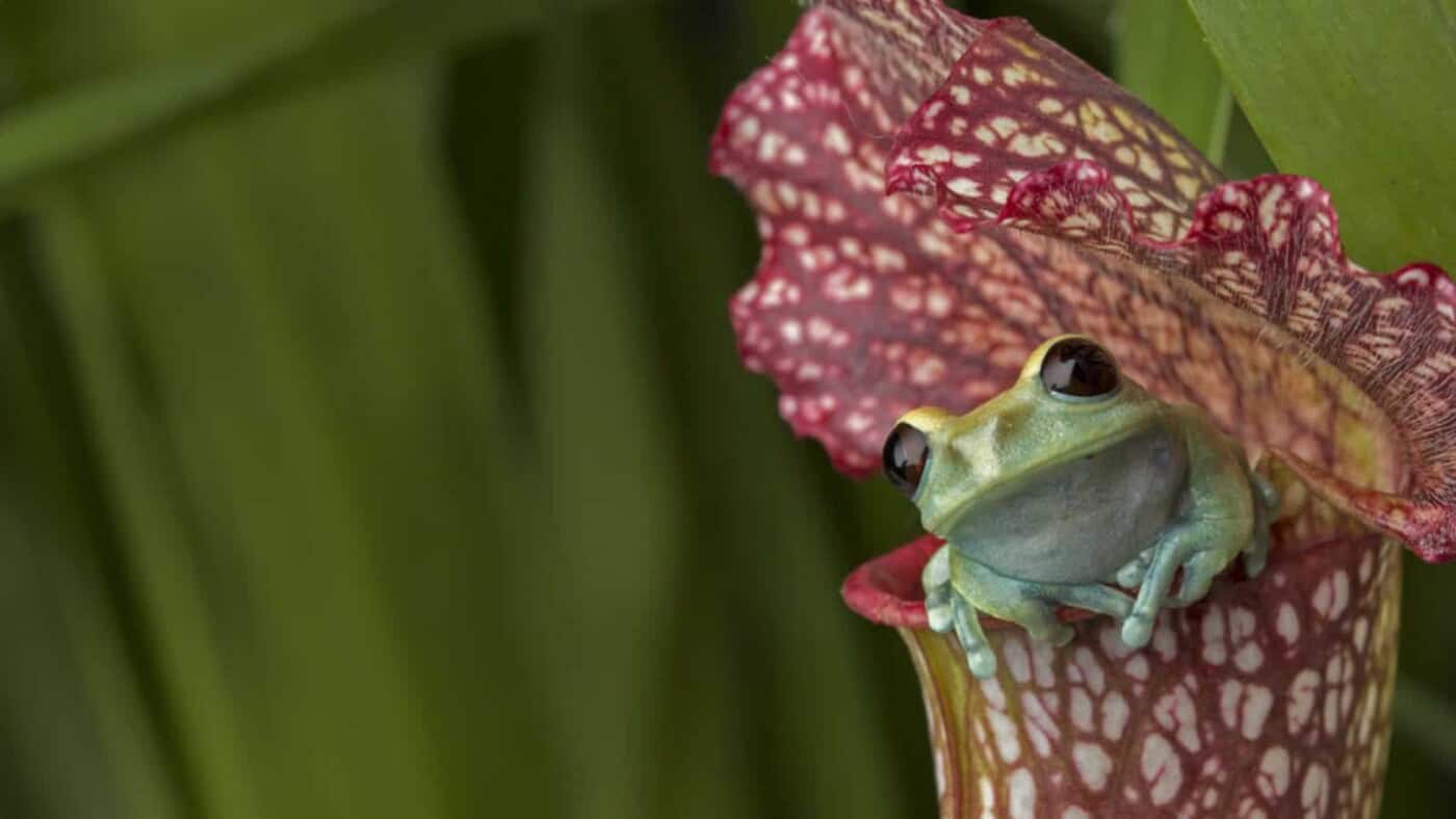 How to Grow and Care for Pitcher Plant (Complete Guide) | Planet Natural