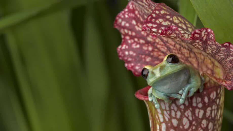 How to Grow and Care for Pitcher Plant (Complete Guide) | Planet Natural