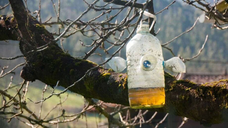 7 Easy DIY Mosquito Traps (Simple Homemade Mosquito Traps)