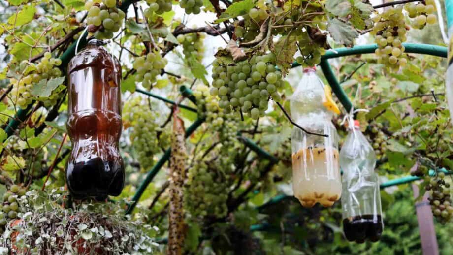 7 Easy DIY Mosquito Traps (Simple Homemade Mosquito Traps)