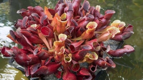 How to Grow and Care for Pitcher Plant (Complete Guide) | Planet Natural