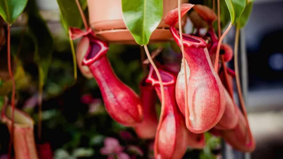 How to Grow and Care for Pitcher Plant (Complete Guide) | Planet Natural