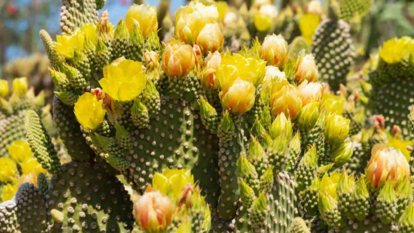 50 Desert Plants - 10 Most Common + 40 Others with Pics & Facts