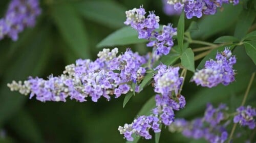 How to Grow and Care for Chaste Tree (Complete Guide) | Planet Natural