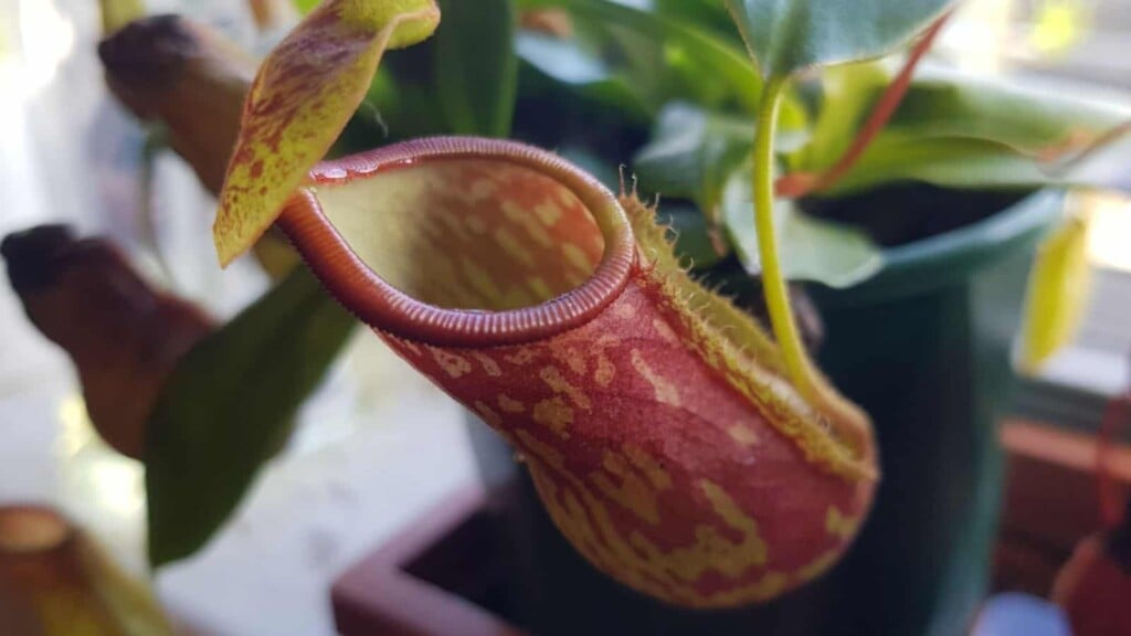 How to Grow and Care for Pitcher Plant (Complete Guide) | Planet Natural