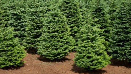 How to Grow and Care for Douglas Fir (Complete Guide) | Planet Natural