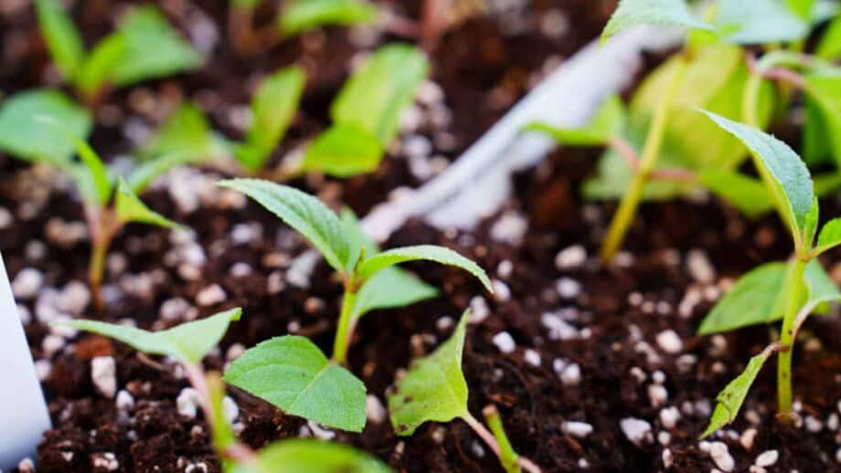 How to Grow and Care for Hydrangea Tree (Panicle Hydrangeas) | Planet ...