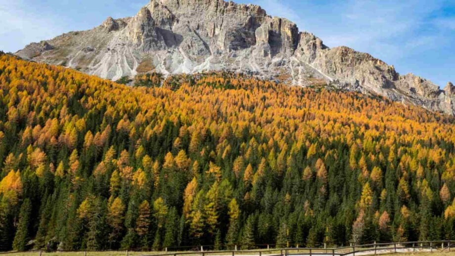 Larch Trees 101: Facts and Care Tips for Healthy Growth