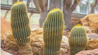 How to Grow and Care for San Pedro Cactus (Complete Guide)