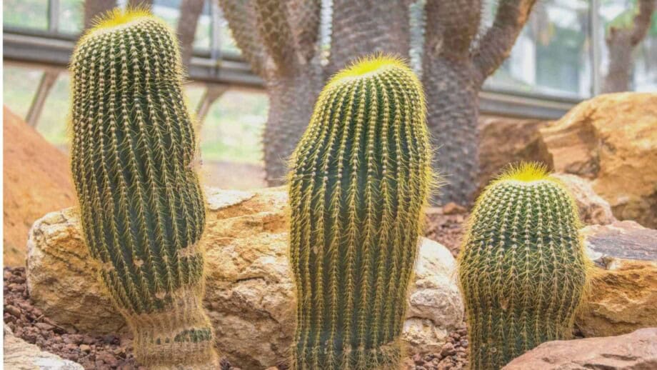 How to Grow and Care for San Pedro Cactus (Complete Guide)