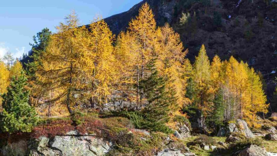 Larch Trees 101: Facts and Care Tips for Healthy Growth