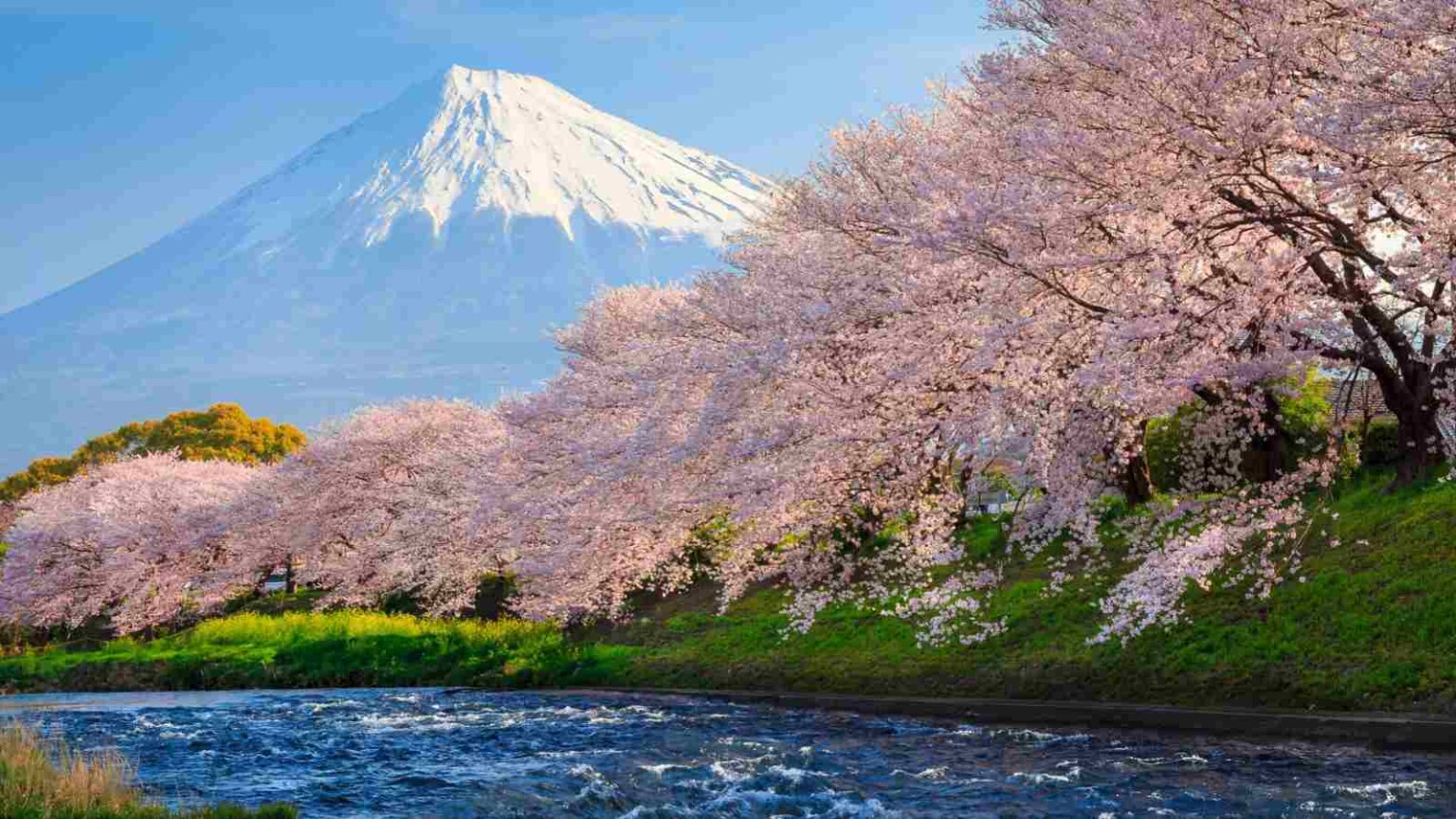 How to Plant, Grow, and Care for Cherry Blossom Trees