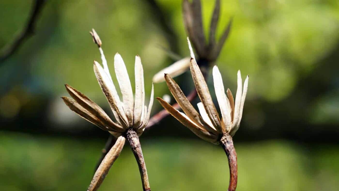 How to Grow and Care for a Tulip Tree (Step-by-Step Guide)