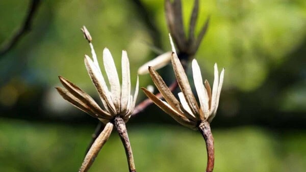 How to Grow and Care for a Tulip Tree (Step-by-Step Guide)