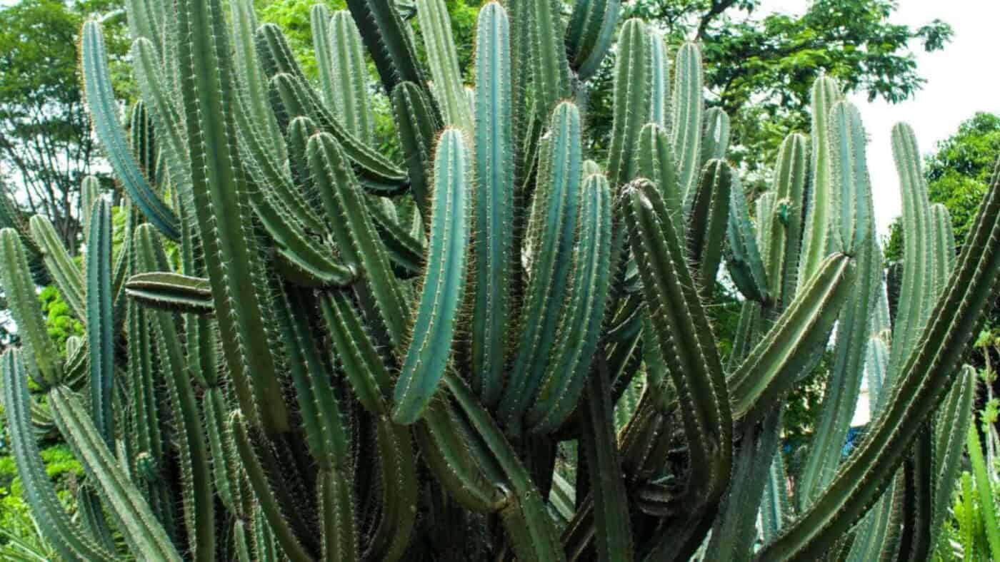 How To Grow And Care For San Pedro Cactus Complete Guide