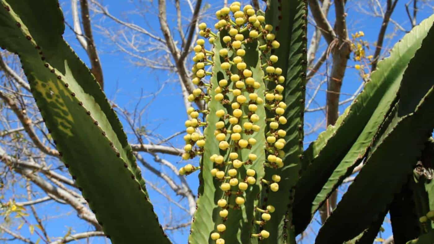 How to Grow and Care for San Pedro Cactus (Complete Guide)