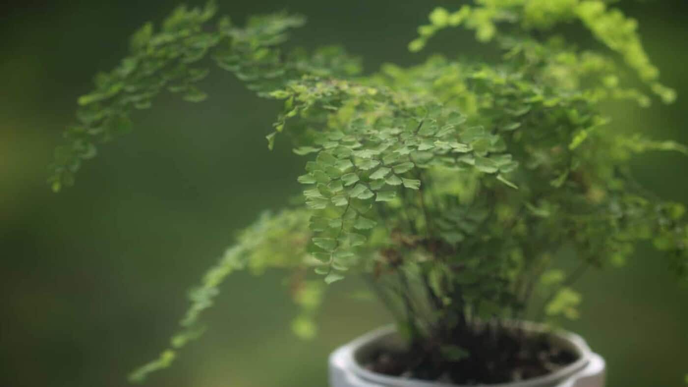 Maidenhair Fern Care: A Comprehensive Guide | Planet Natural