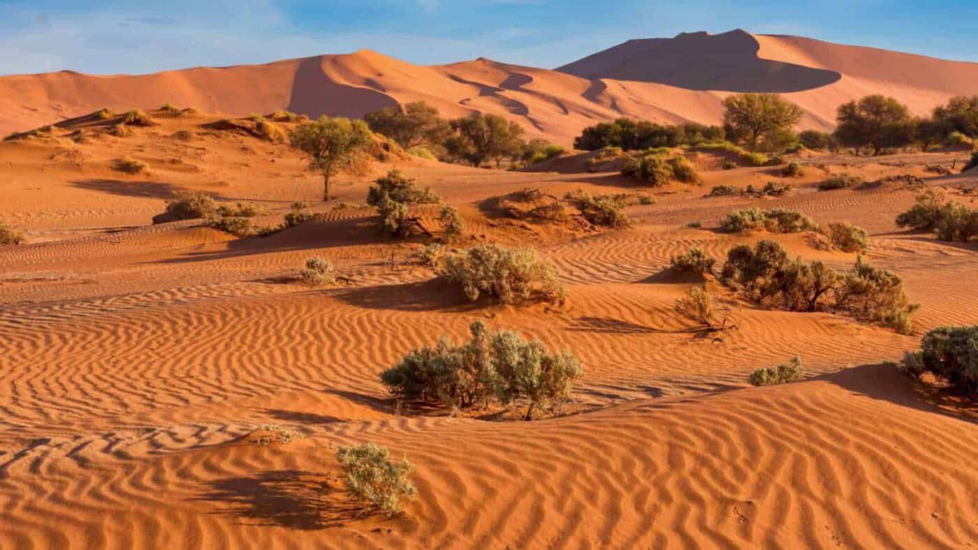 50 Desert Plants - 10 Most Common + 40 Others with Pics & Facts