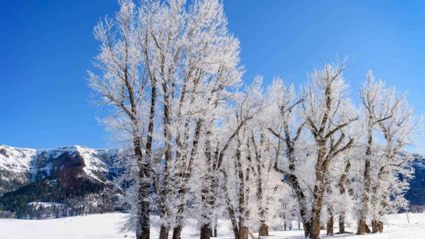 How to Grow and Care for Cottonwood Tree (Complete Guide) | Planet Natural