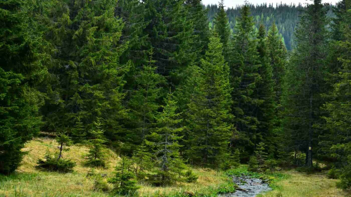 Spruce Tree Complete Guide: Growing, Caring, Types and Uses