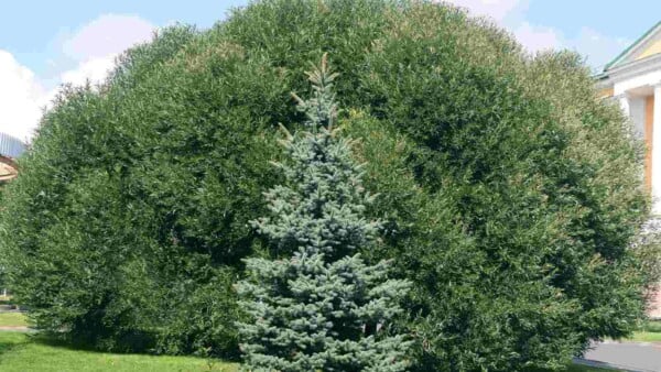 Spruce Tree Complete Guide: Growing, Caring, Types and Uses