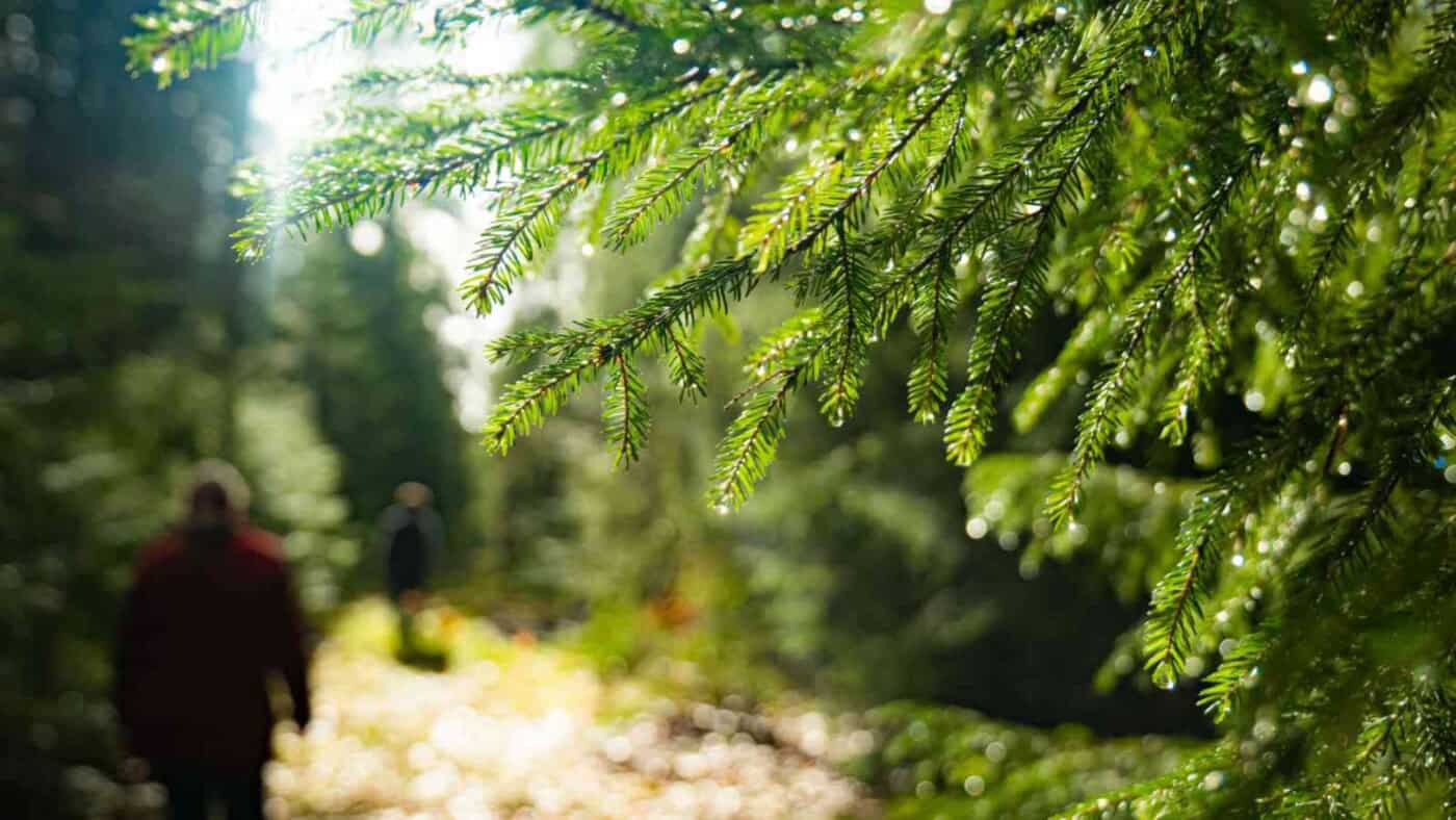 Spruce Tree Complete Guide: Growing, Caring, Types and Uses