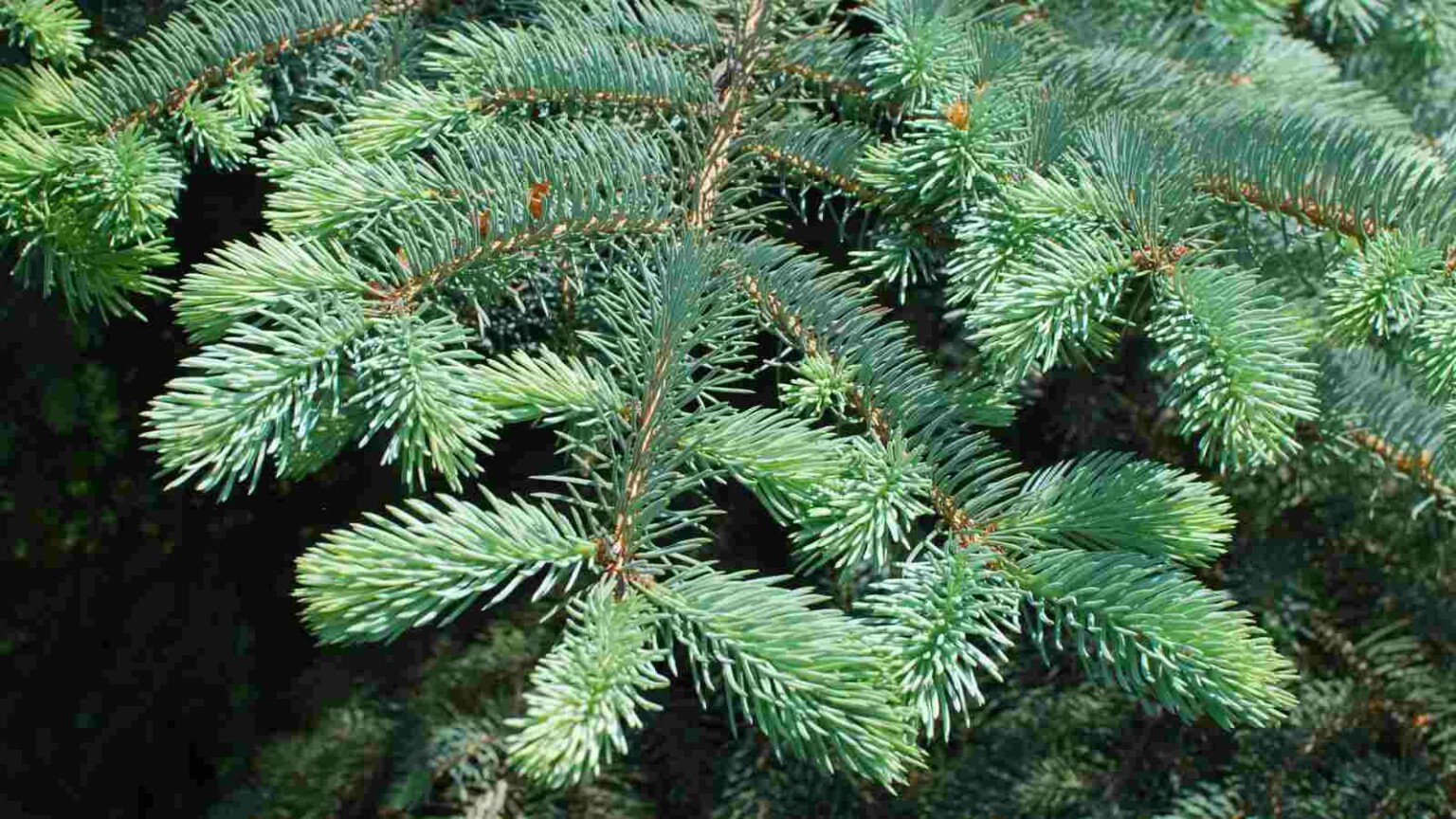 Spruce Tree Complete Guide: Growing, Caring, Types and Uses