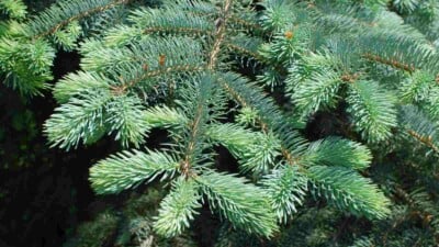 Spruce Tree Complete Guide: Growing, Caring, Types and Uses
