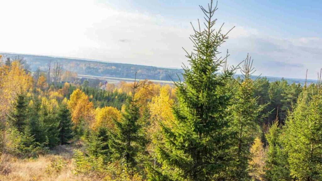 Spruce Tree Complete Guide: Growing, Caring, Types and Uses