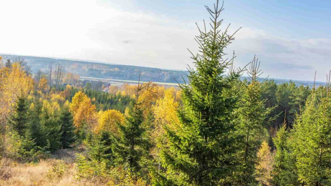 Spruce Tree Complete Guide: Growing, Caring, Types and Uses