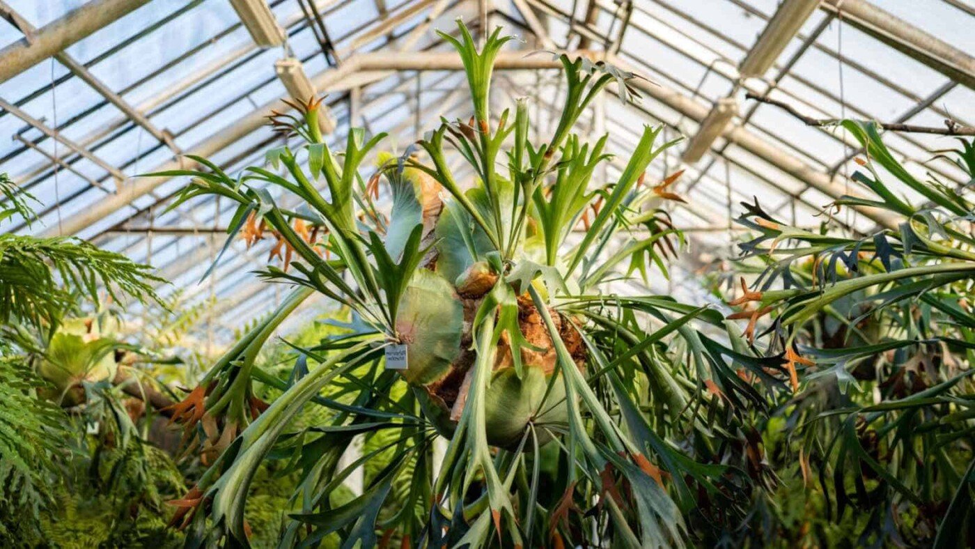 How to Grow and Care for Staghorn Fern (Complete Guide) | Planet Natural