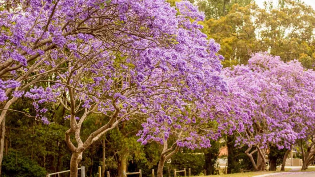 How to Plant, Grow, and Care for Jacaranda Tree Easily | Planet Natural