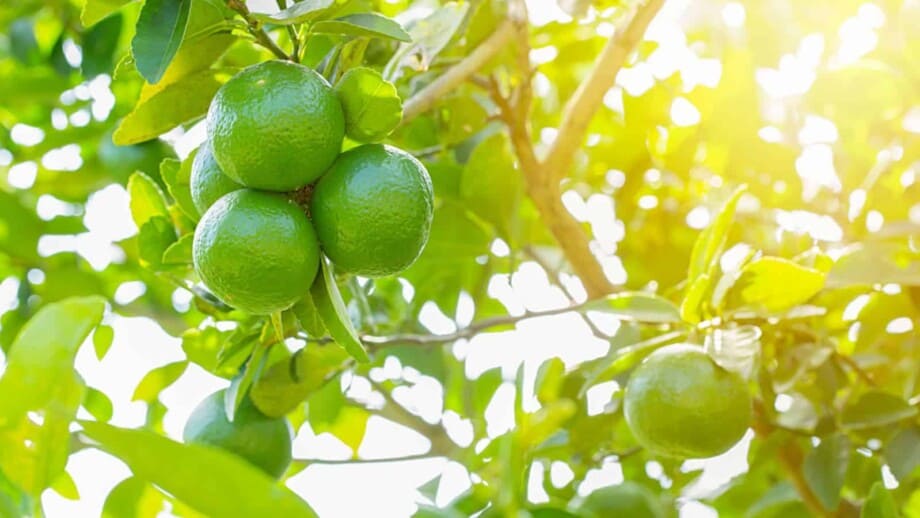 How to Grow and Care For A Lime Tree (Step By Step Guide) | Planet Natural