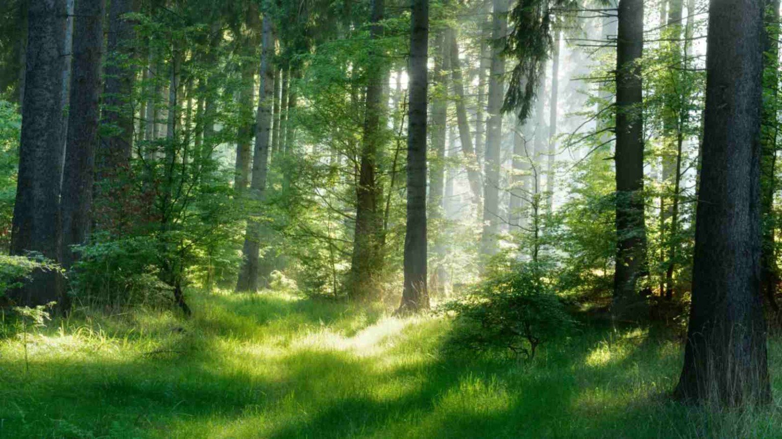 Spruce Tree Complete Guide: Growing, Caring, Types and Uses