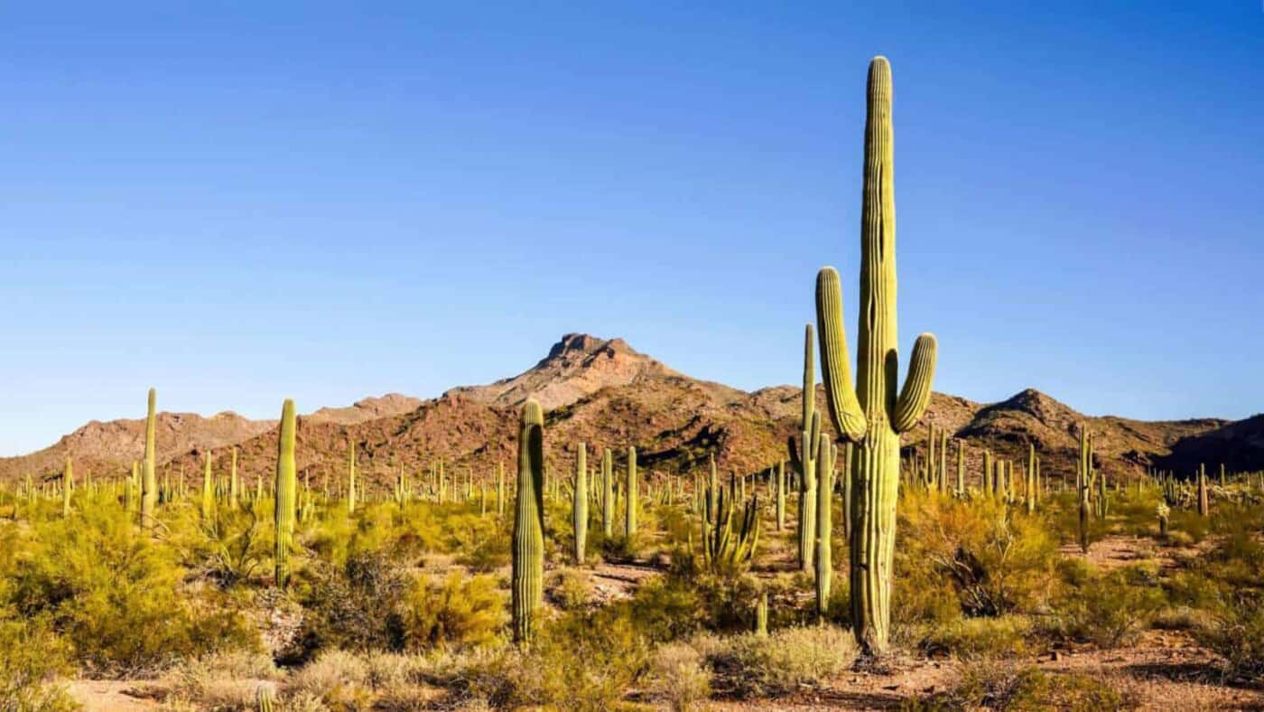 50 Desert Plants - 10 Most Common + 40 Others with Pics & Facts