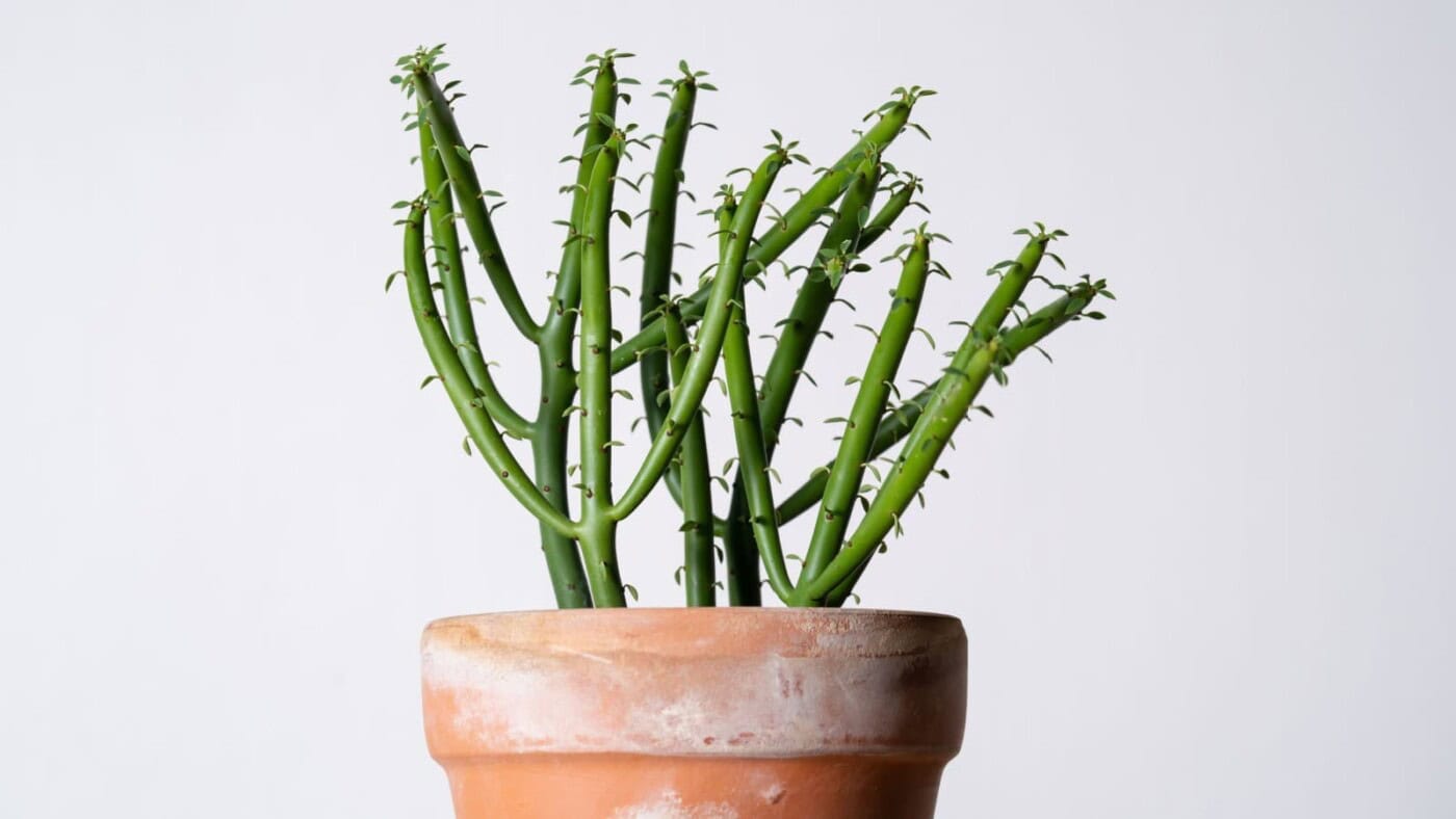How to Grow and Care for Pencil Cactus (Complete Guide) | Planet Natural