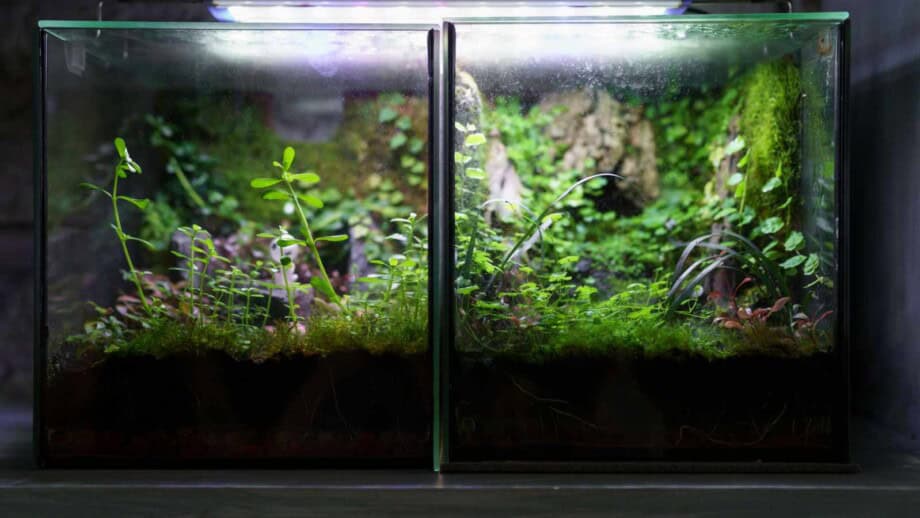 35 Best Terrarium Plants for a Lovely Indoor Garden of Any Size